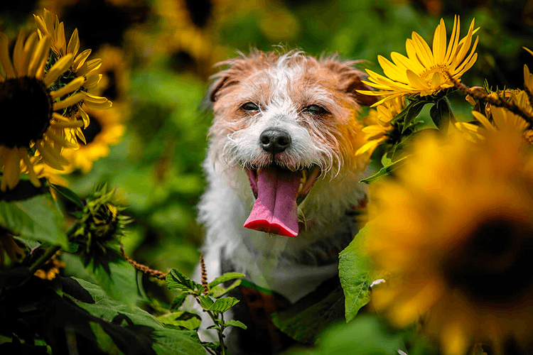 Dog Gum Colour Chart: Healthy Vs. Unhealthy Signs - PetLab Co