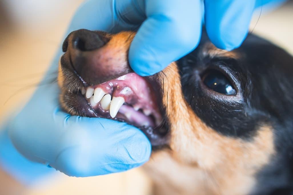 Dog Dental Chart: A Scientific Diagram of Your Canine’s Teeth - PetLab Co