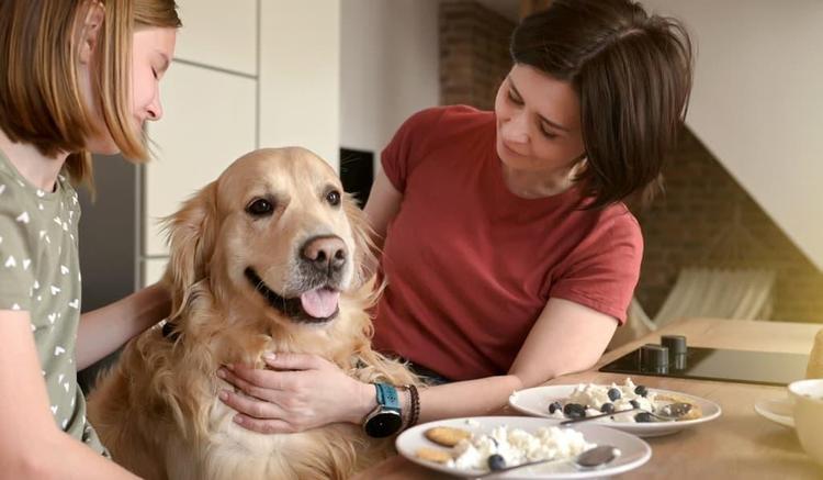 16 Natural Probiotic & Prebiotic Foods Your Dog Will Love - PetLab Co